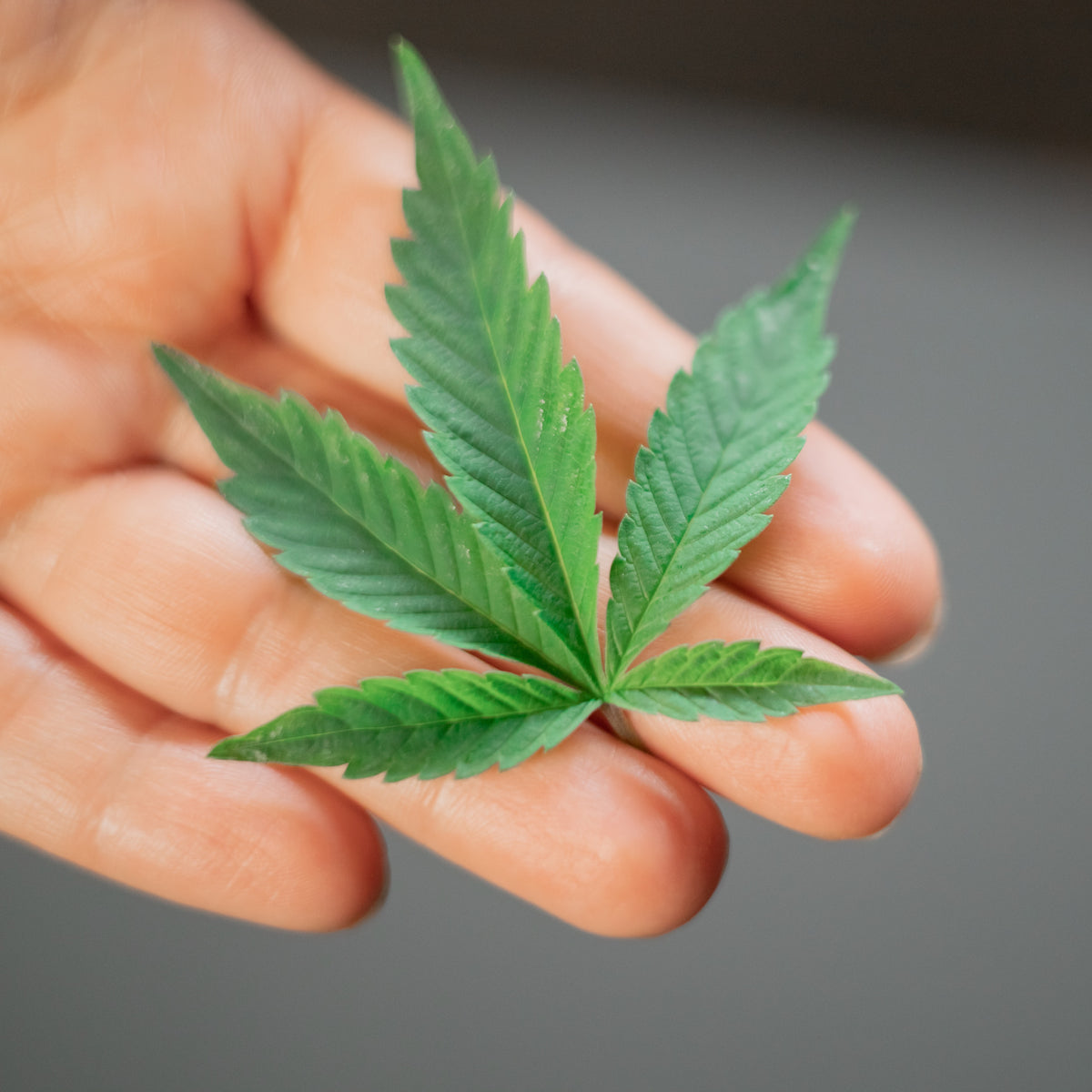 History of Hemp | AT Hemp